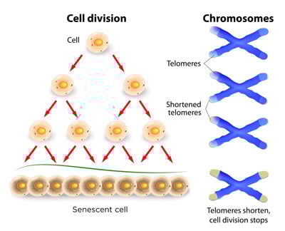 Telomeres Are Central to the Aging Process | DrFuhrman.com