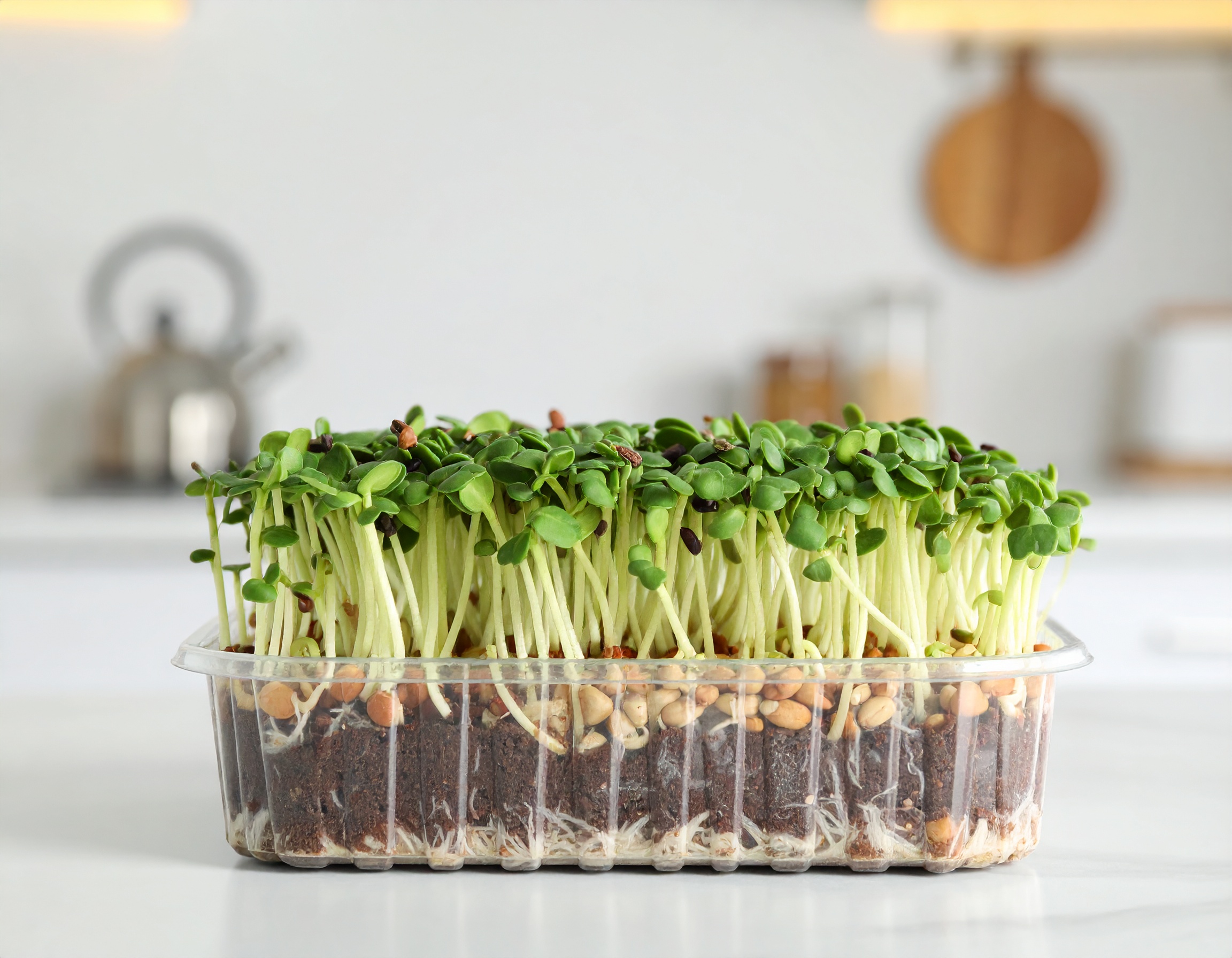 Discover the Power of Sprouts with expert, Doug Evans | DrFuhrman.com